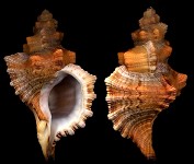 Subgenus Turritriton Dall, 1904